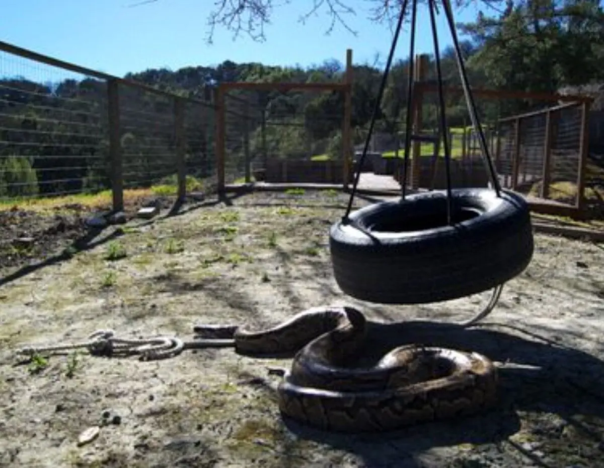 (تصویر) مار آدم‌خوار، پیتون راک آفریقایی، چقدر ترسناک است؟